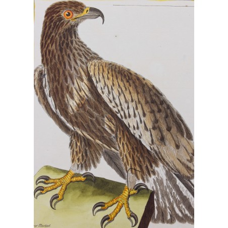BUFFON - par Martinet - L'ORFRAIE, LE GRAND AIGLE DE MER FEM. N° 415